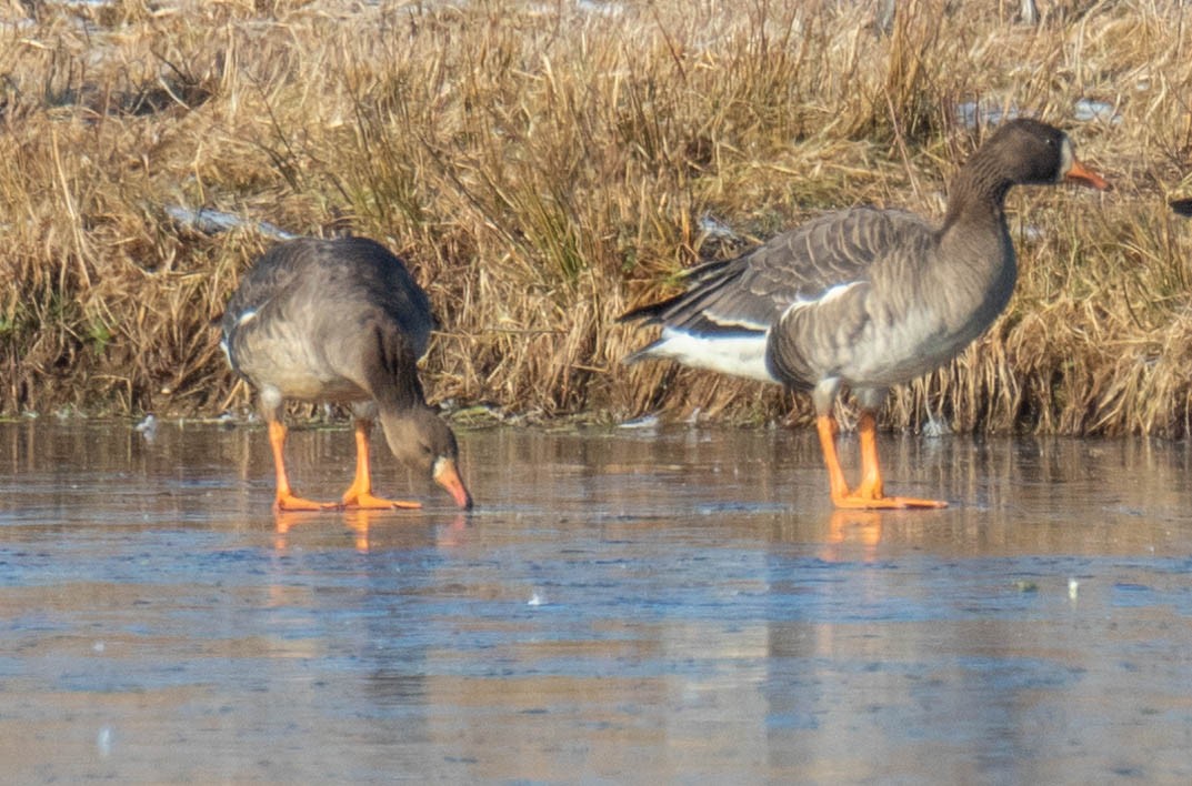 eBird Checklist - 20 Dec 2022 - WVU - JW Ruby Research Farm, Reedsville ...