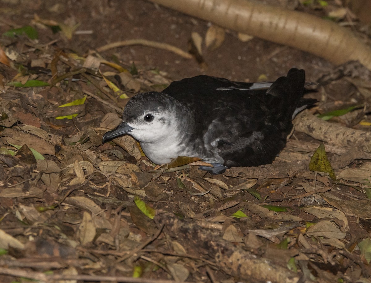 eBird Checklist - 12 Nov 2022 - Norfolk Island--Phillip Island - 11 species