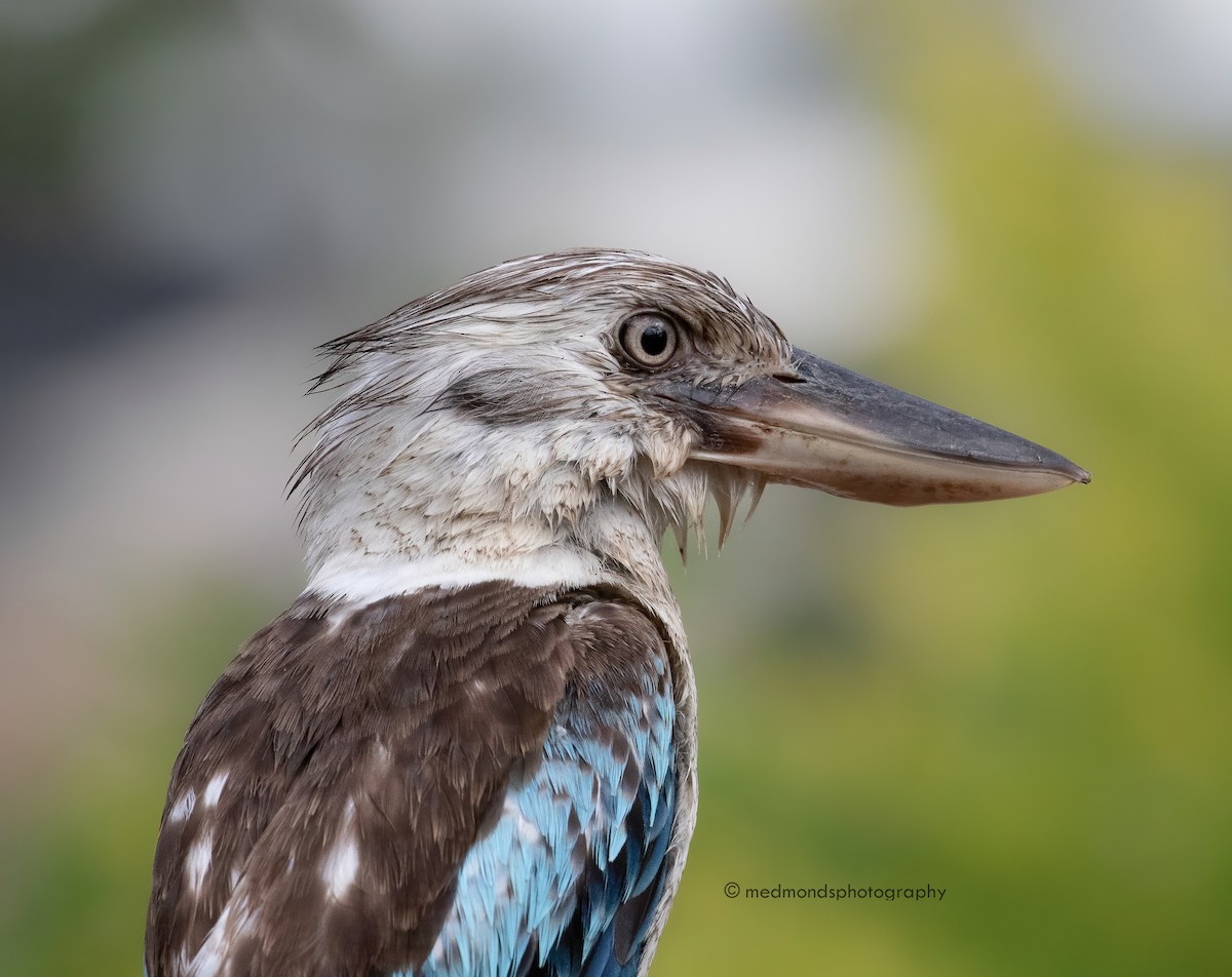eBird Australia Checklist - 21 Dec 2022 - Willows Gardens Park, Kirwan ...