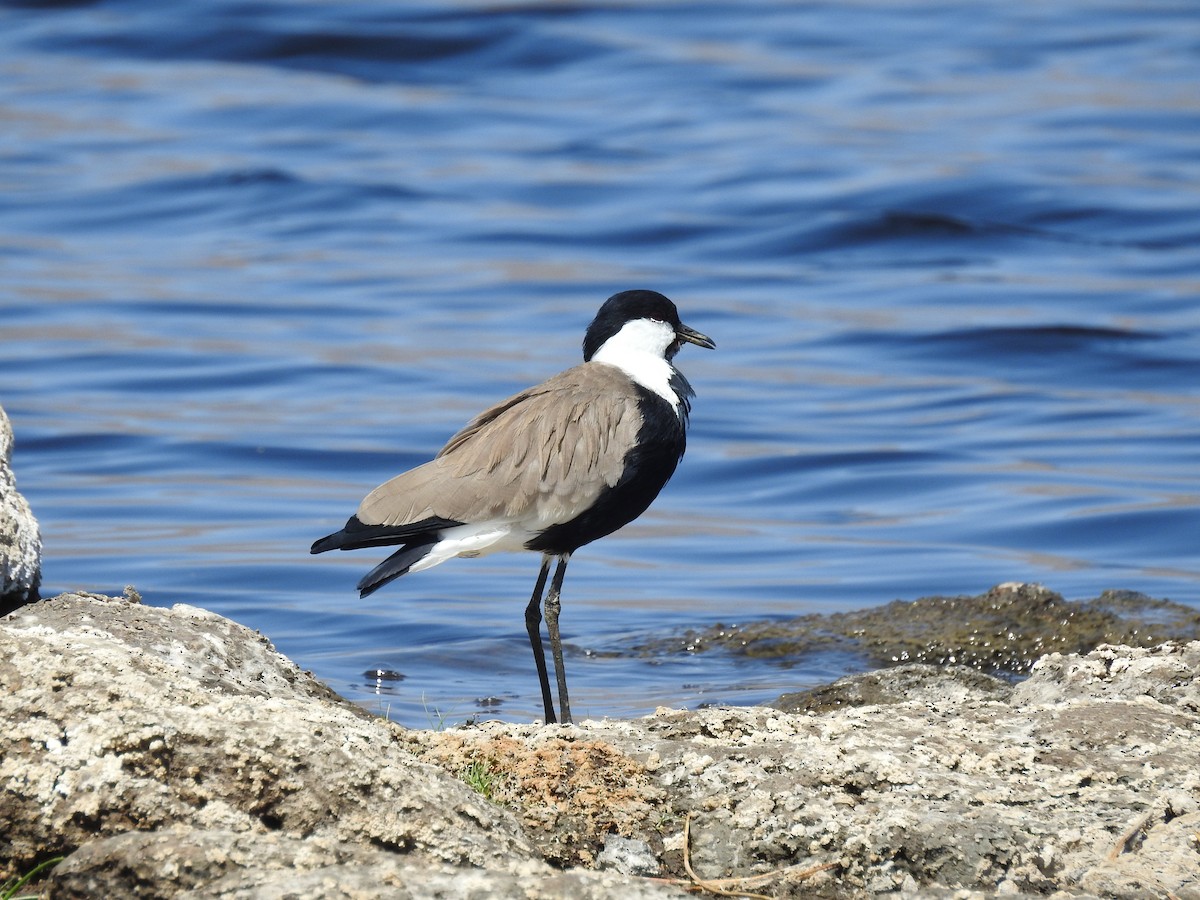 eBird Checklist - 2 Dec 2017 - Lake Basaka--north shore - 29 species