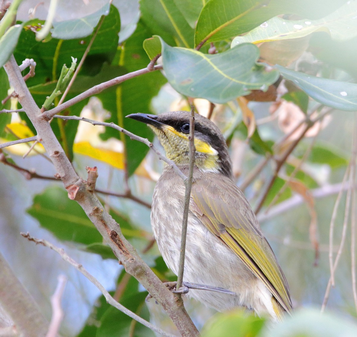 eBird Checklist - 21 Dec 2022 - Tinchi Tamba Wetlands Reserve - 17 species