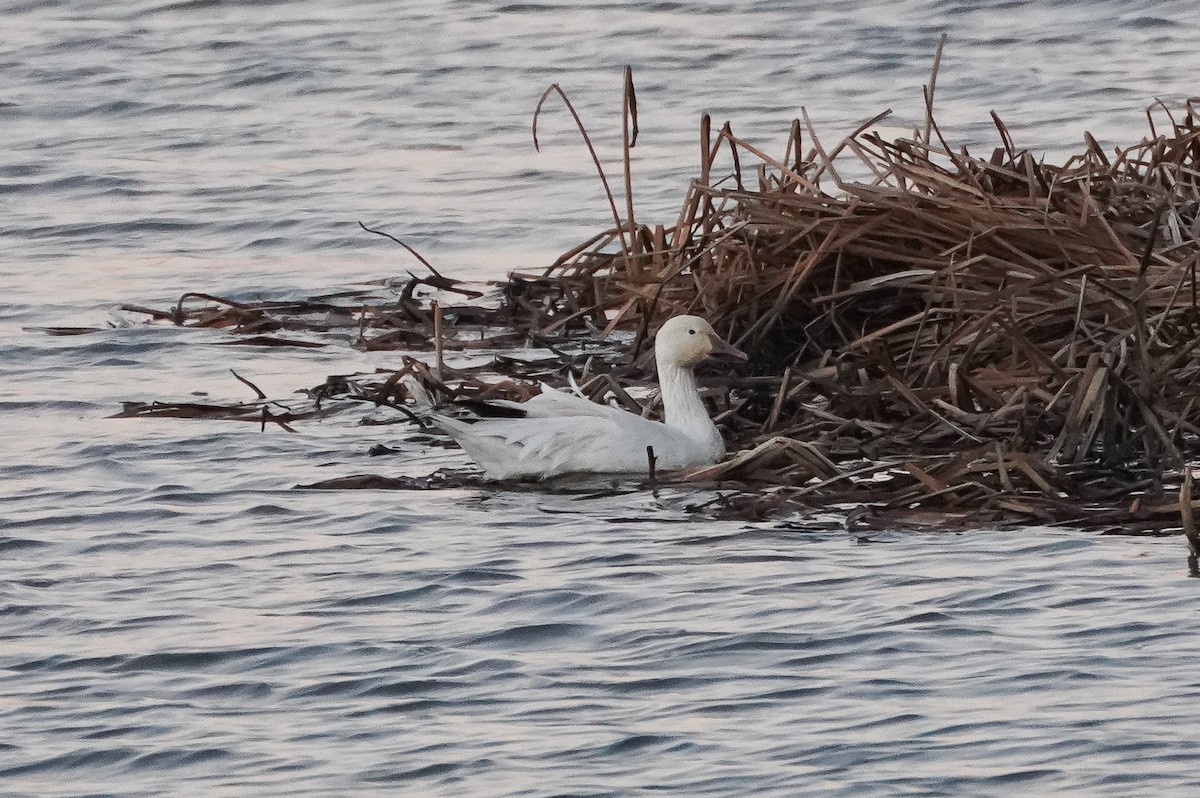 eBird Checklist - 21 Dec 2022 - Rodeo Lagoon - 60 species