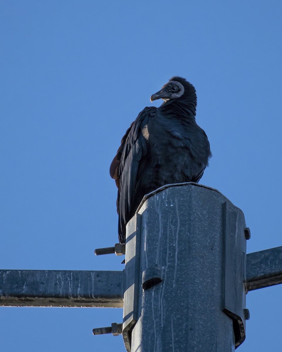 North Carolina Bird Atlas Checklist - 18 Dec 2022 - Davidson College ...