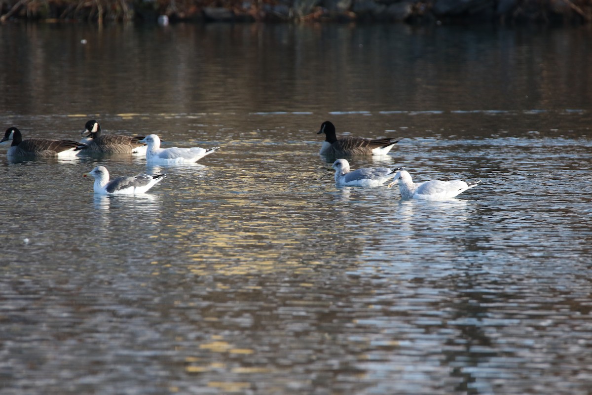 New York Breeding Bird Atlas Checklist - 21 Dec 2022 - Van Cleef Lake ...