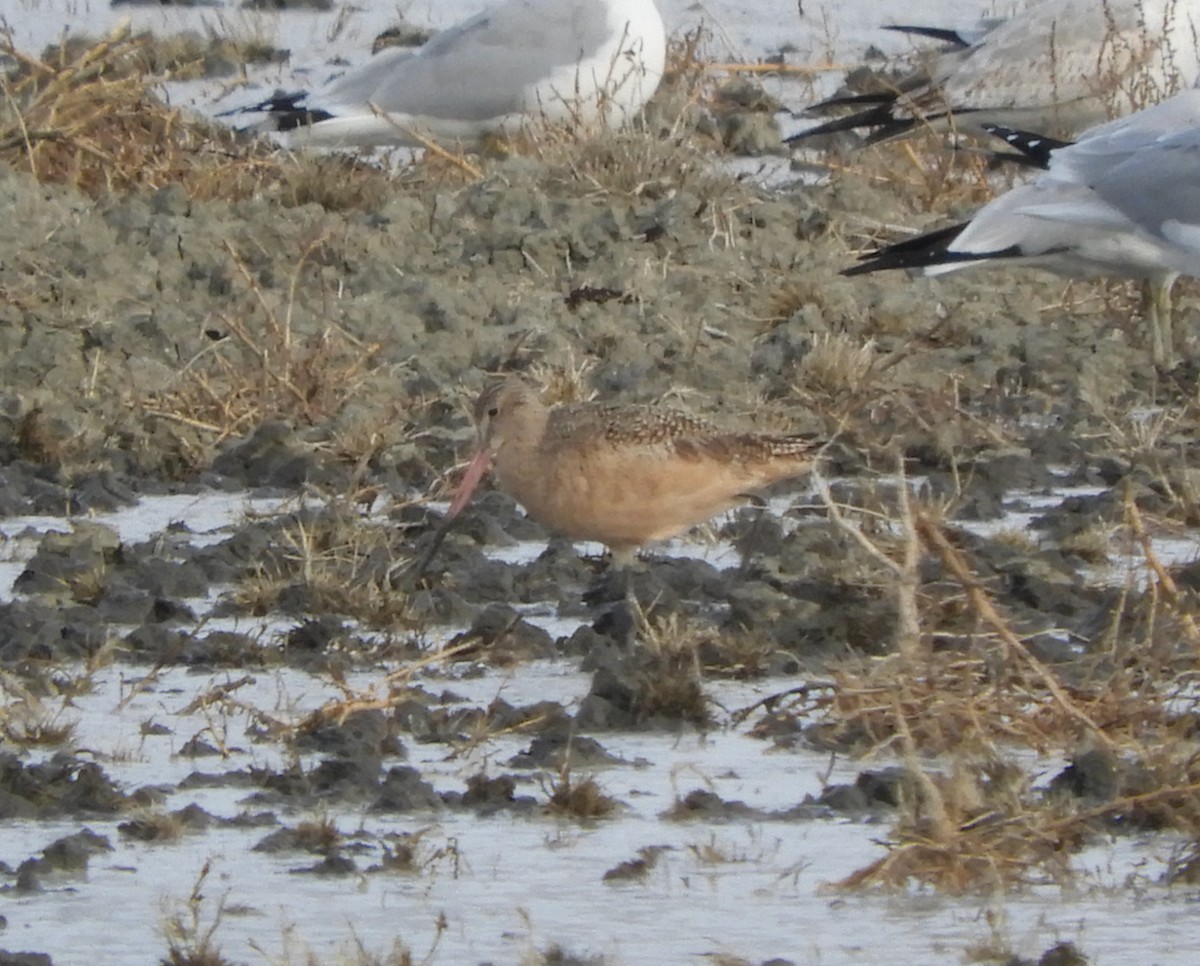 eBird Checklist - 20 Dec 2022 - Ramona Hunt Club & Mystic Duck Club ...