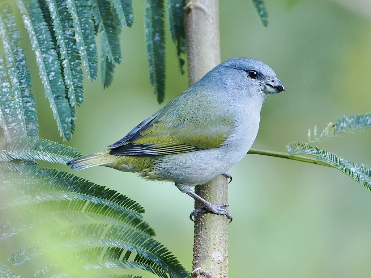 eBird Checklist - 18 Dec 2022 - Nelson Street, Portland JM-Surrey ...