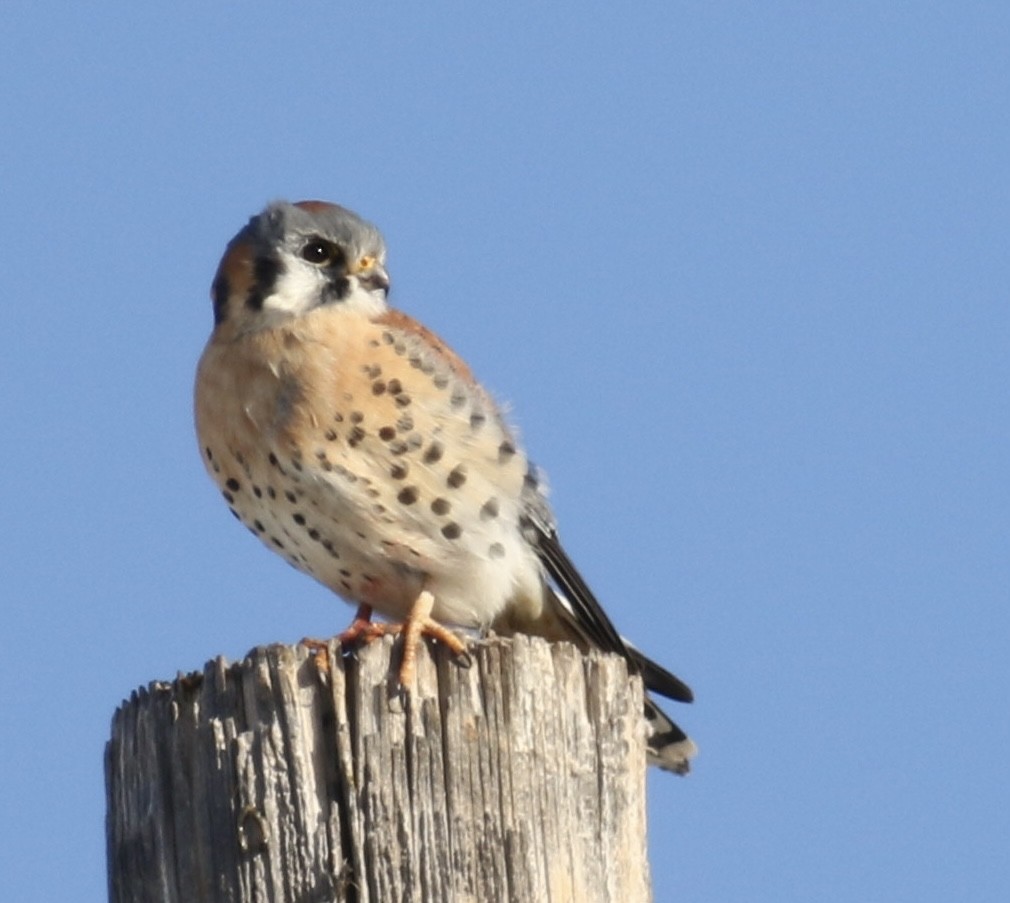 eBird Checklist - 21 Dec 2022 - Malheur NWR--Harney Lake - 14 species