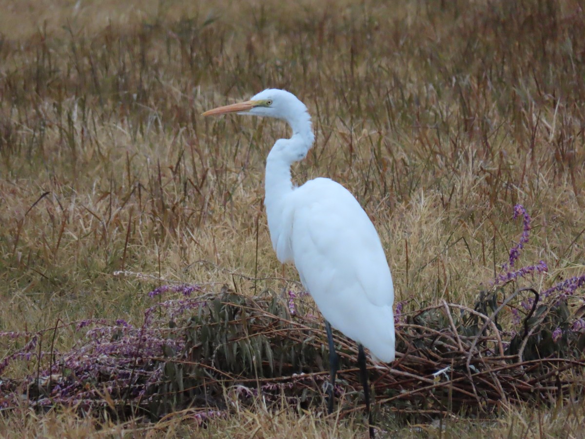 eBird Japan Checklist - 22 Dec 2022 - 田畑 - 16 species
