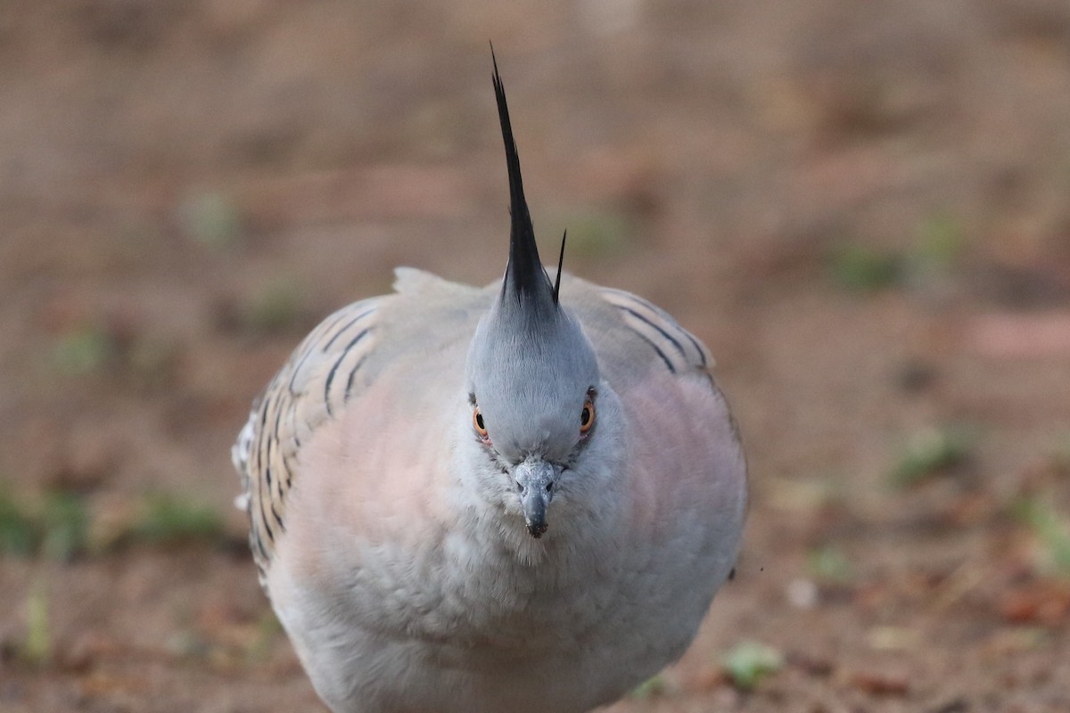 eBird Australia Checklist - 22 Dec 2022 - Macarthur ACT yd - 17 species