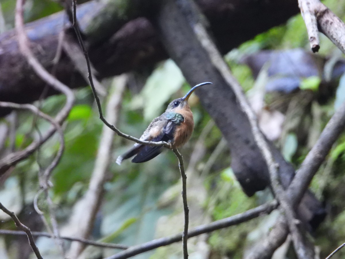 eBird Caribbean Checklist - 21 Dec 2022 - Tobago Forest Reserve--Gilpin ...