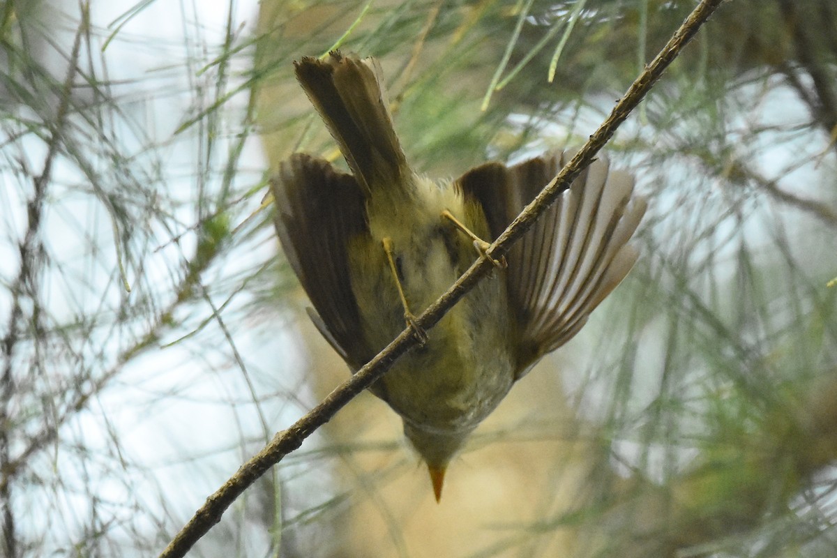 eBird Taiwan Checklist - 23 Nov 2022 - 北堤堤坊, 七股區, 台南市, TW (23.104, 120. ...