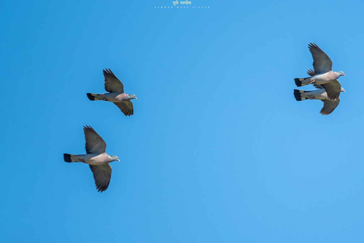 eBird Checklist - 11 Dec 2022 - Shahi Taal Bardiya - 28 species