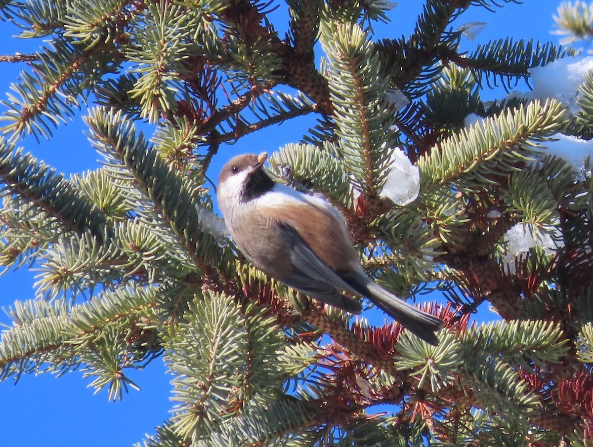 New York Breeding Bird Atlas Checklist - 21 Dec 2022 - 2074 Blue Ridge ...