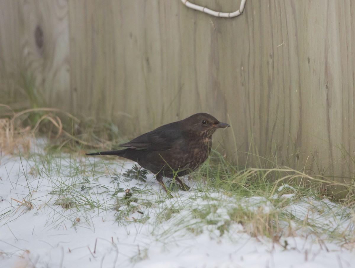 eBird Checklist - 22 Dec 2022 - Lab--Cartwright - 6 species