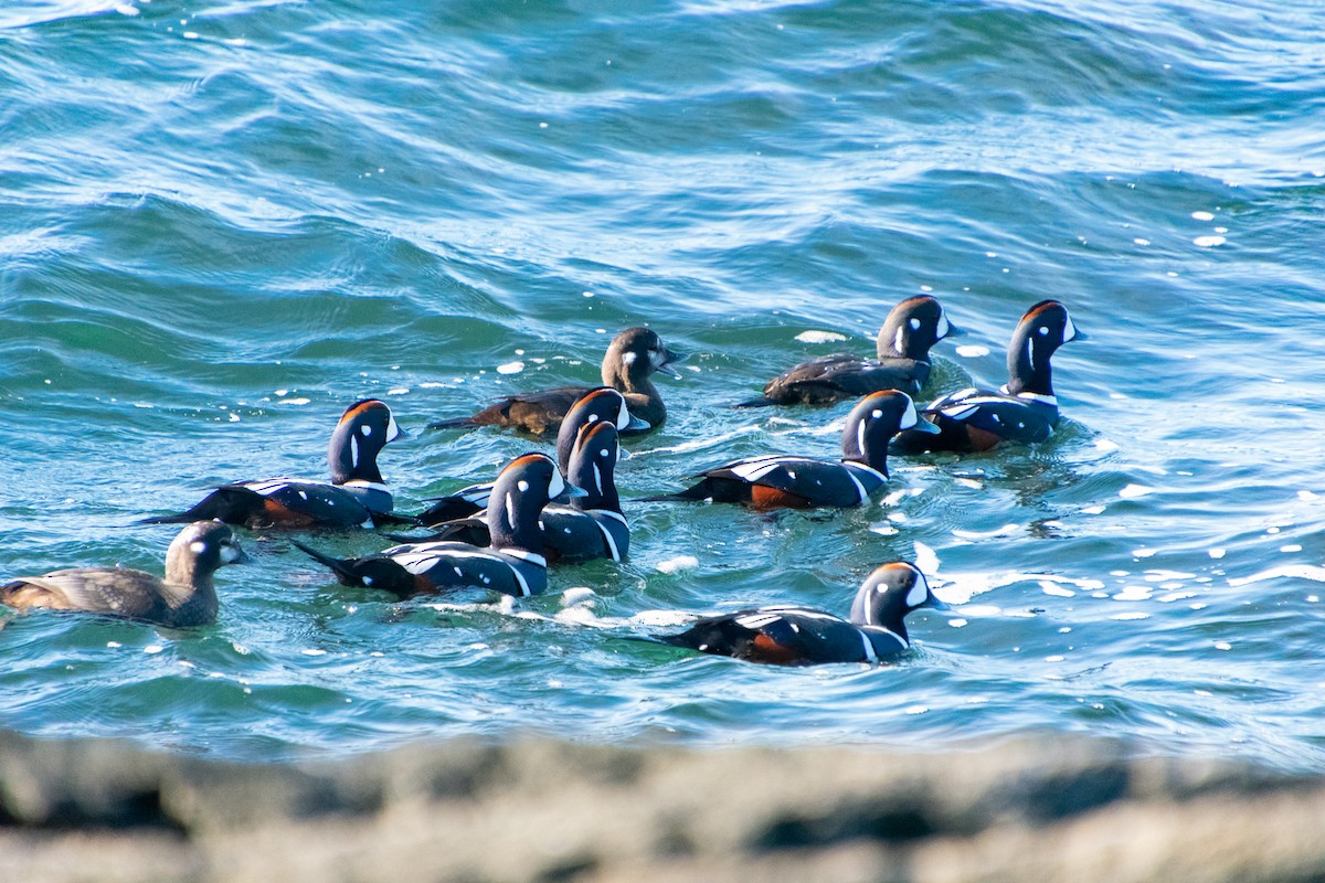 eBird Checklist - 26 Nov 2022 - Sachuest Point NWR - 30 species