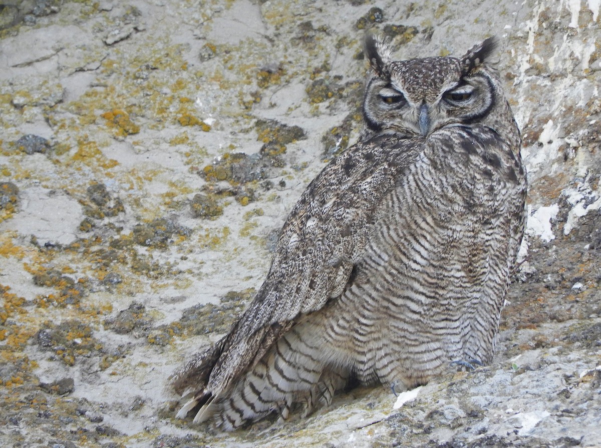 eBird Checklist - 7 Dec 2022 - Monumento Natural Cueva La Leona - 10 ...