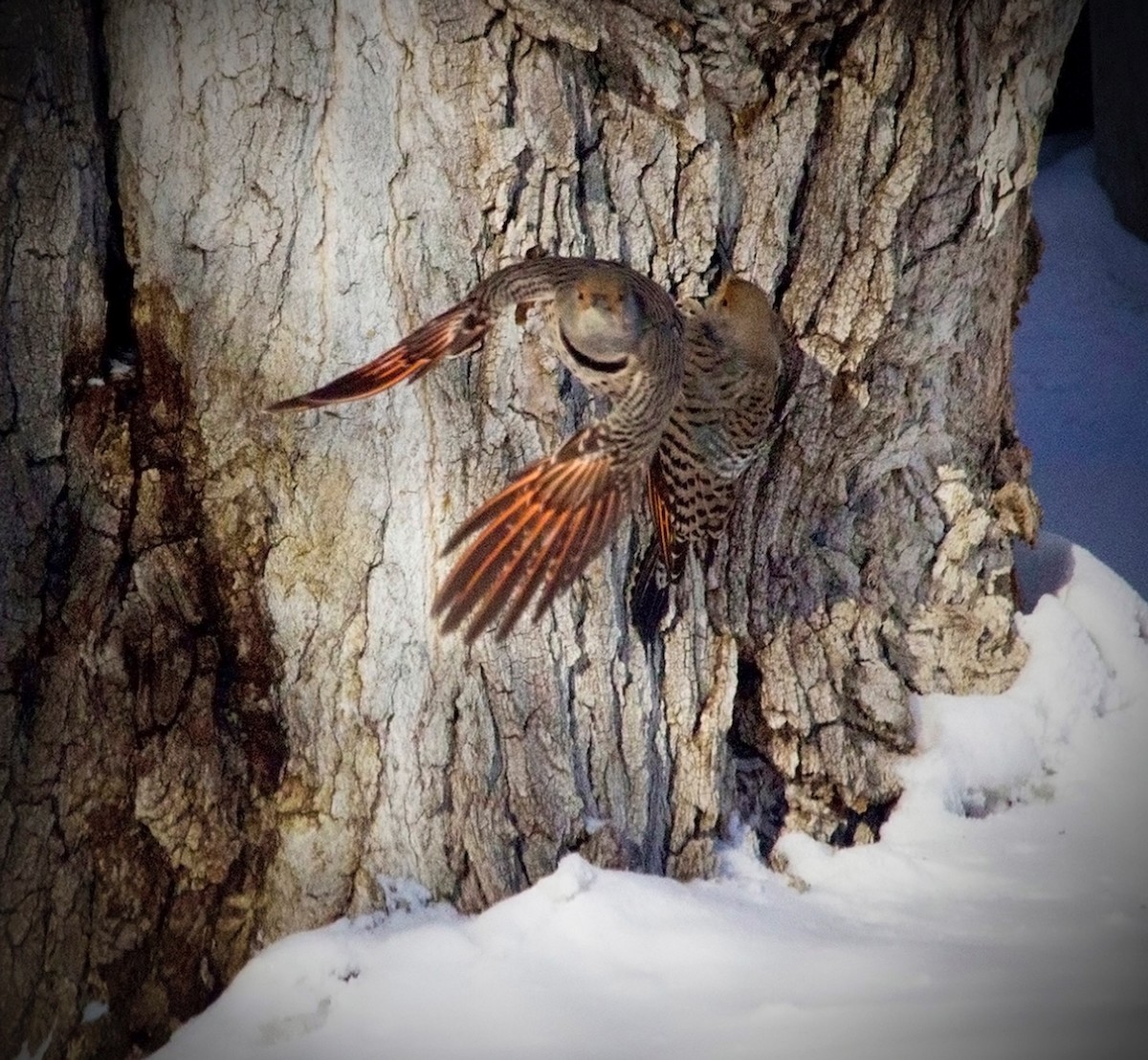 eBird Checklist - 22 Dec 2022 - My Home - Gillette, WY - 2 species