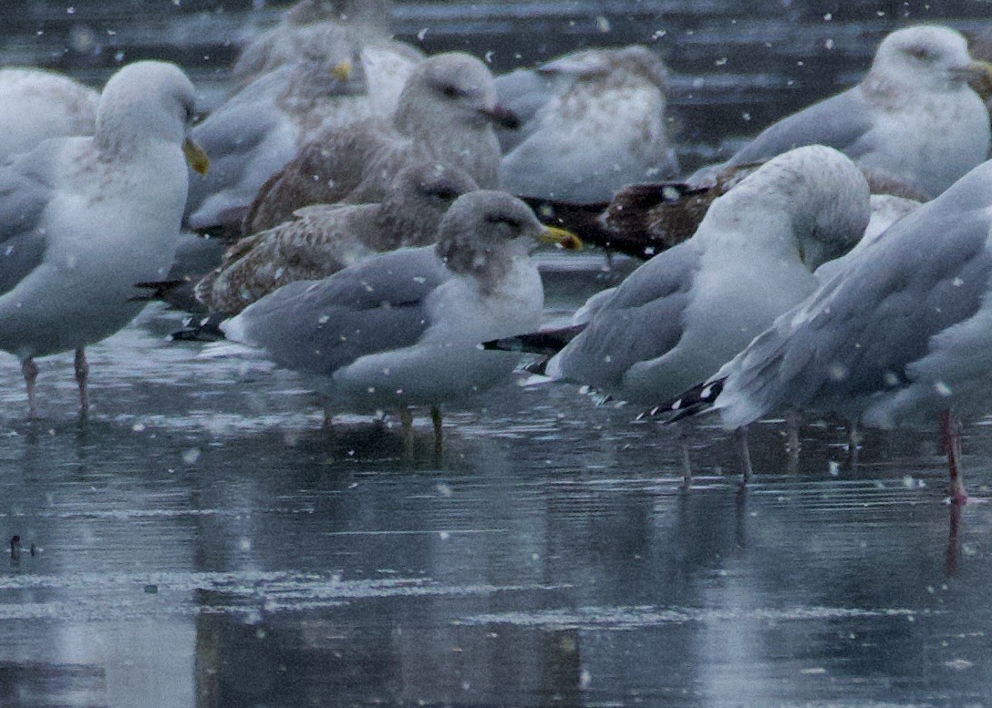 eBird Checklist - 22 Dec 2022 - Van Cleef Lake - 7 species