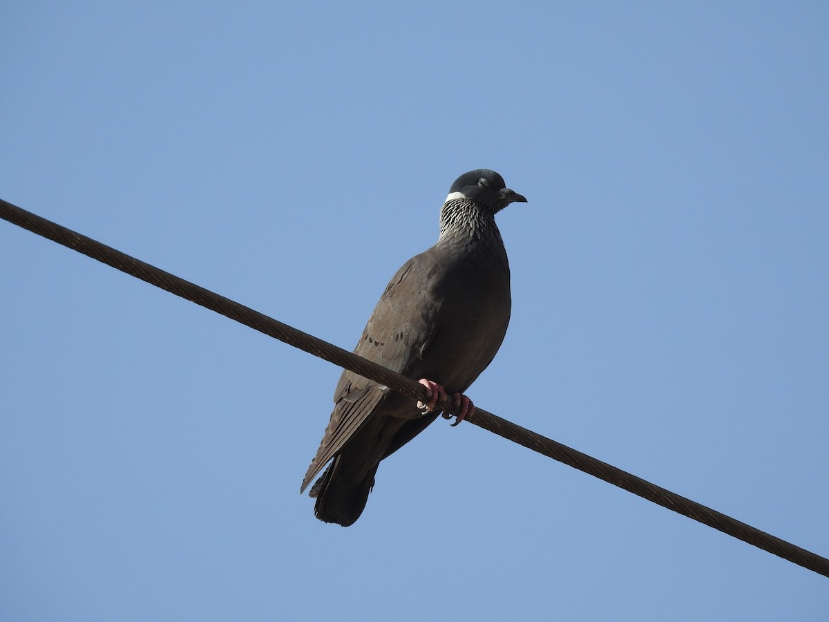 eBird Checklist - 2 Dec 2017 - Addis Ababa--Bole International Airport ...