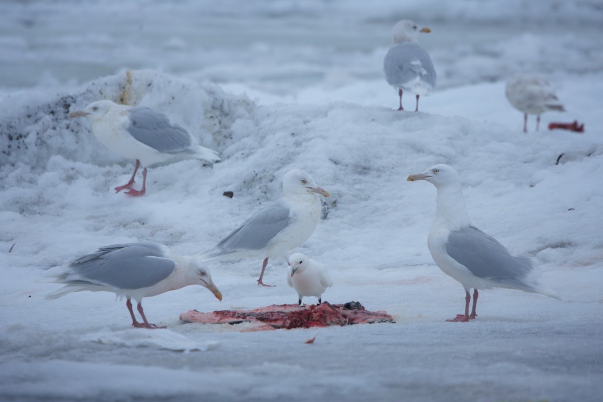 eBird Checklist - 18 Feb 2010 - NL--L'Anse aux Meadows - 1 species