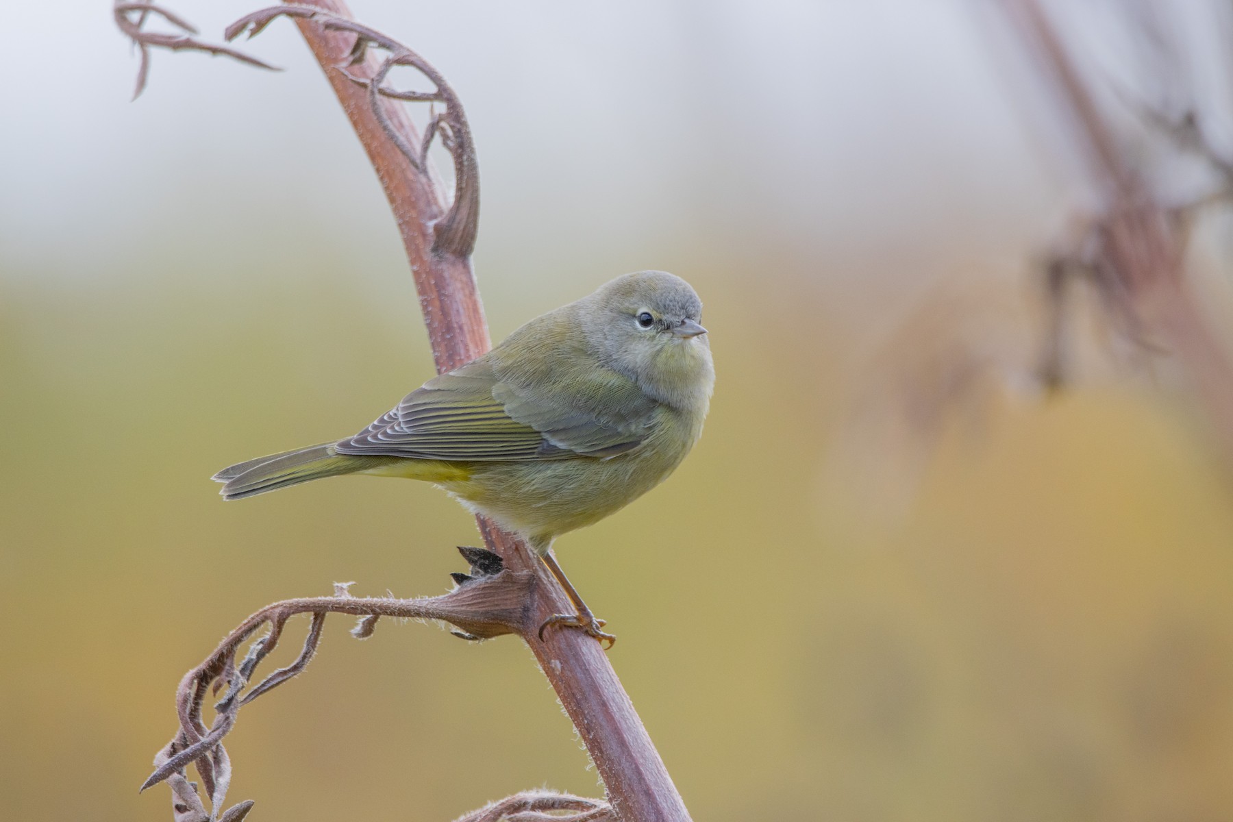 Chipe Oliváceo (celata) - eBird