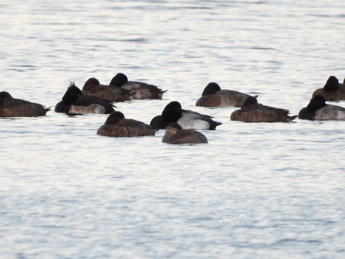 eBird Checklist - 19 Dec 2022 - Beaver Dam Rd (Wertheim NWR) - 21 ...