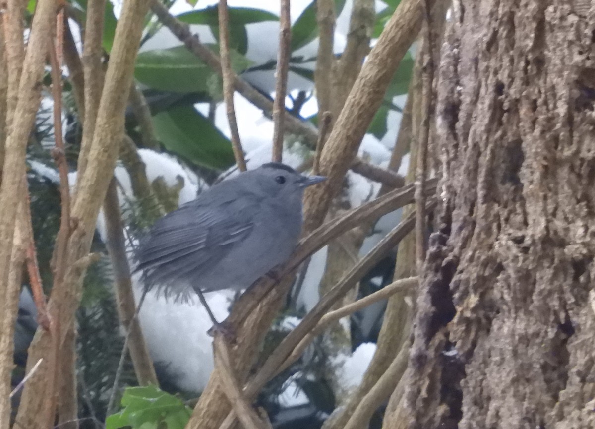 eBird Checklist - 23 Dec 2022 - Ihiya Biological Reserve - 11 species