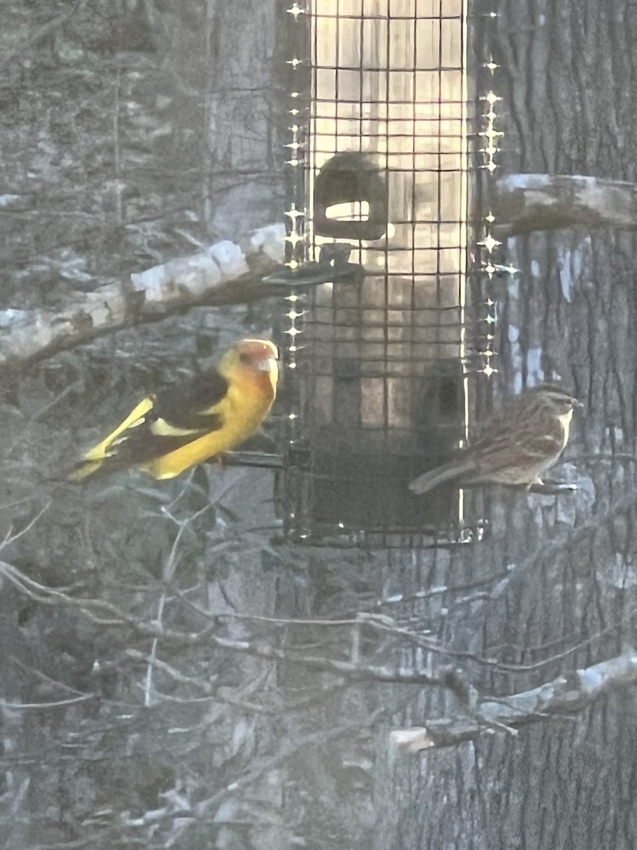 North Carolina Bird Atlas Checklist - 23 Dec 2022 - 221 Highland Springs Ln, Holly Springs US-NC ...