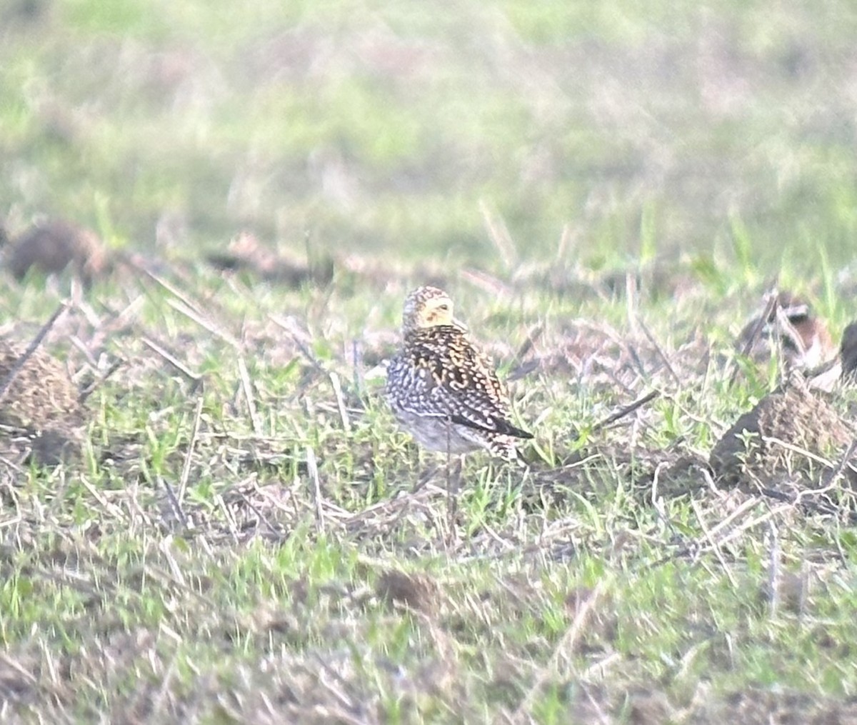 eBird Checklist - 23 Dec 2022 - Cock Robin Island Rd - 11 species