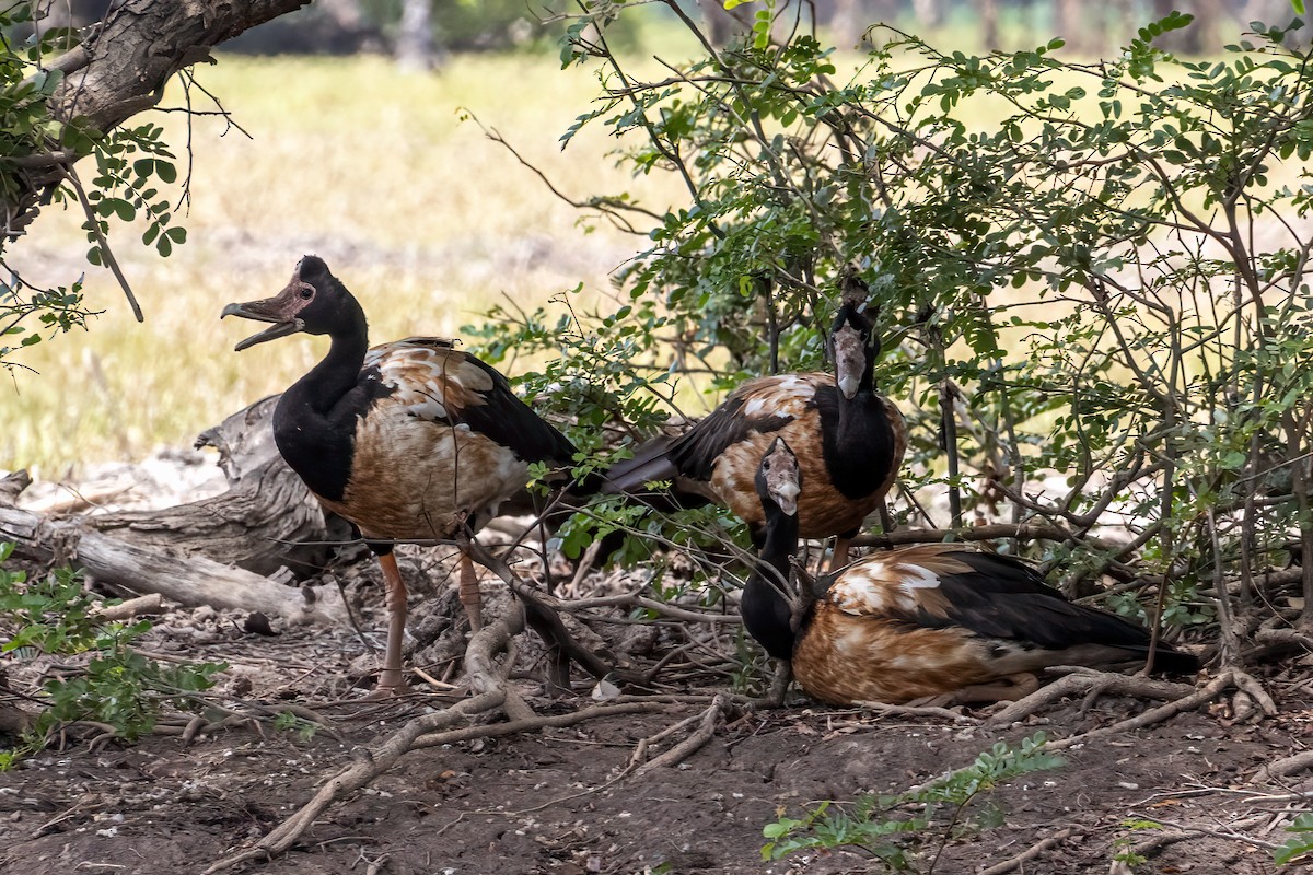 eBird Checklist - 16 Oct 2022 - Kakadu National Park--Cooinda - 21 species