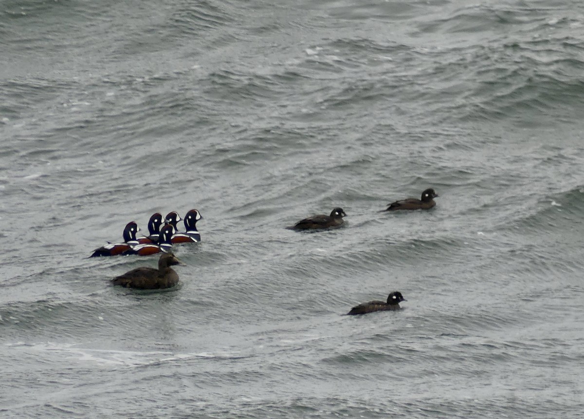 eBird Checklist - 11 Dec 2022 - Halibut Point SP - 4 species