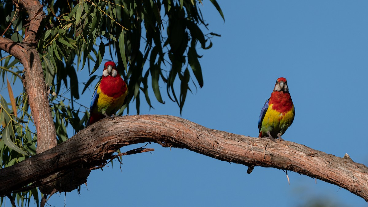 eBird Australia Checklist - 25 Dec 2022 - Backyard, Knoxfield, Victoria ...