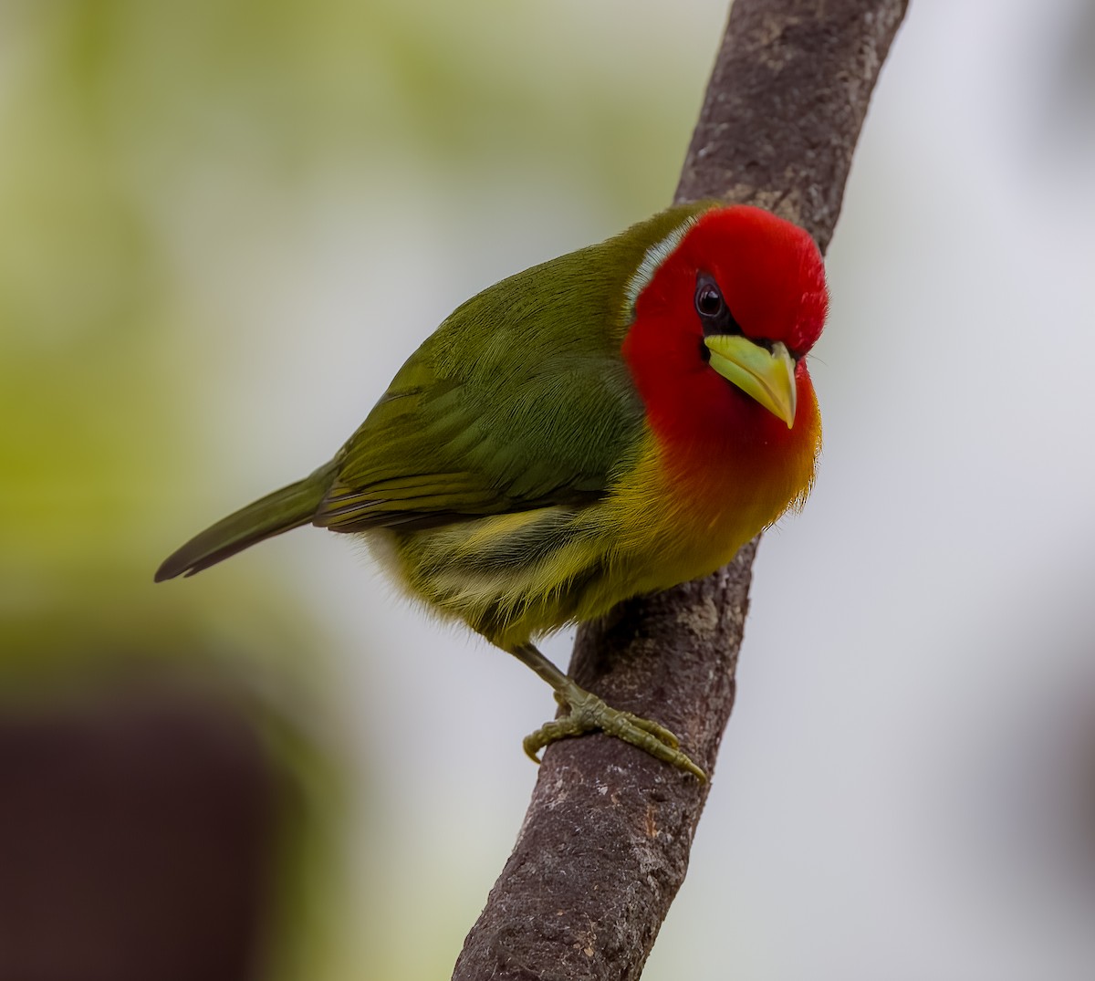 eBird Checklist - 22 Dec 2022 - Galeria de Colibrí y Soda Cinchona - Mirador San Fernando - 28 ...