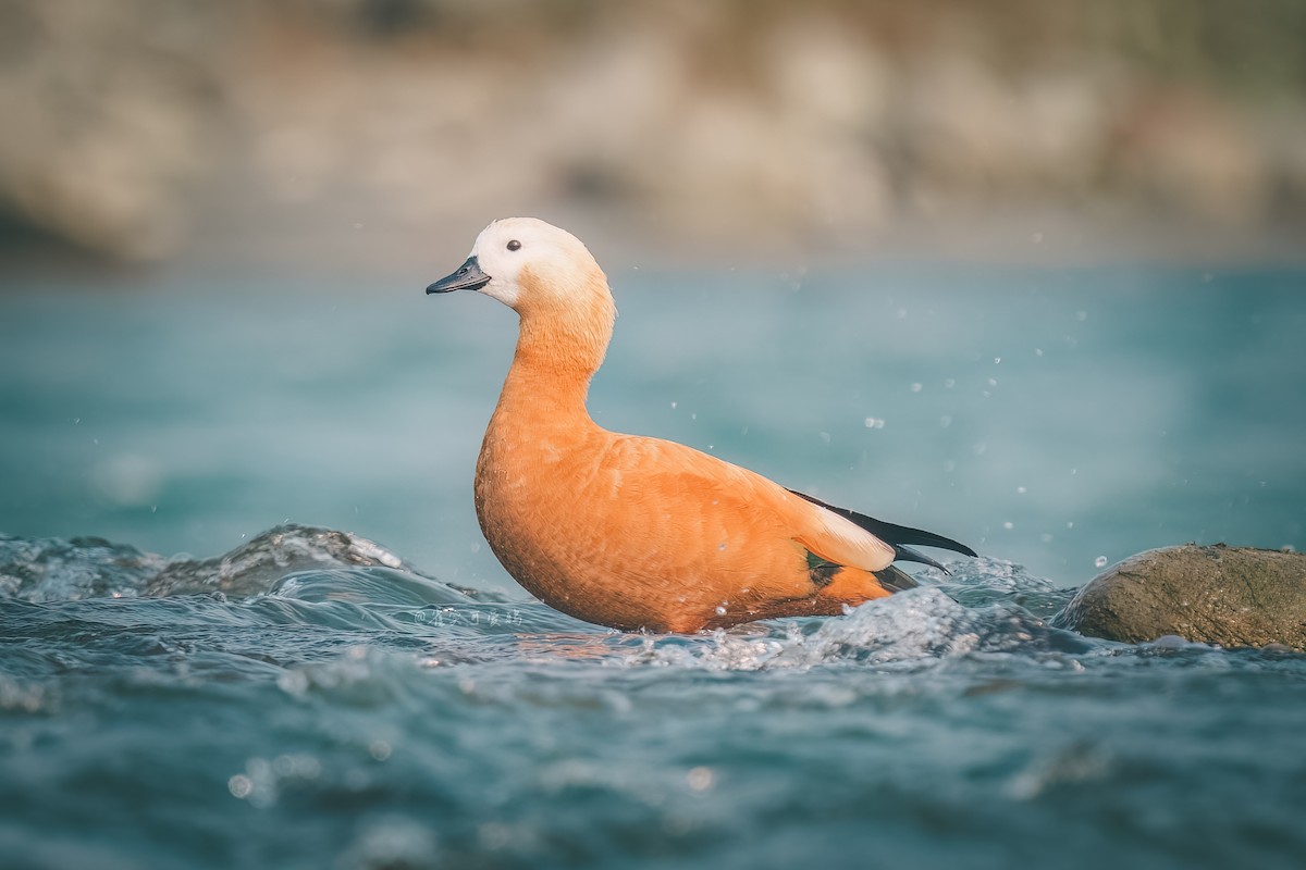 eBird Checklist - 24 Dec 2022 - 都江堰景区 (Dujiangyan Scenic Area) - 29 species