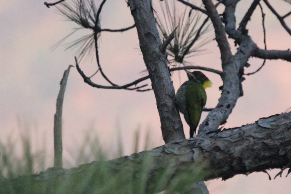 eBird Checklist - 25 Dec 2022 - Chakki more-bhoj nagar road,Himachal ...