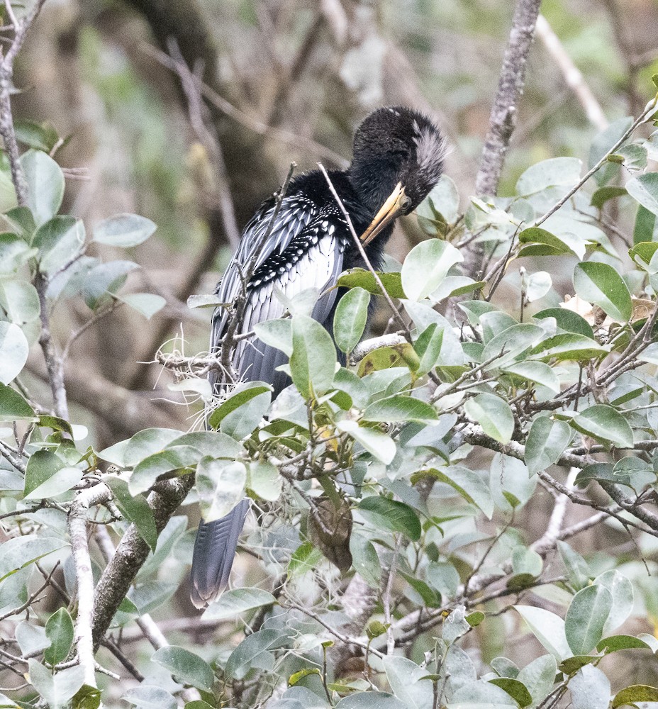 eBird Checklist - 25 Dec 2022 - Audubon Corkscrew Swamp Sanctuary - 27 ...