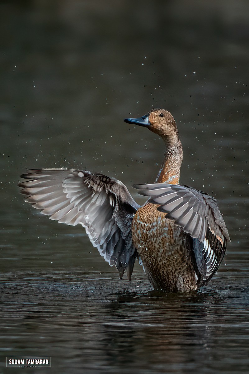 eBird Checklist - 8 Dec 2022 - Taudaha - 1 species