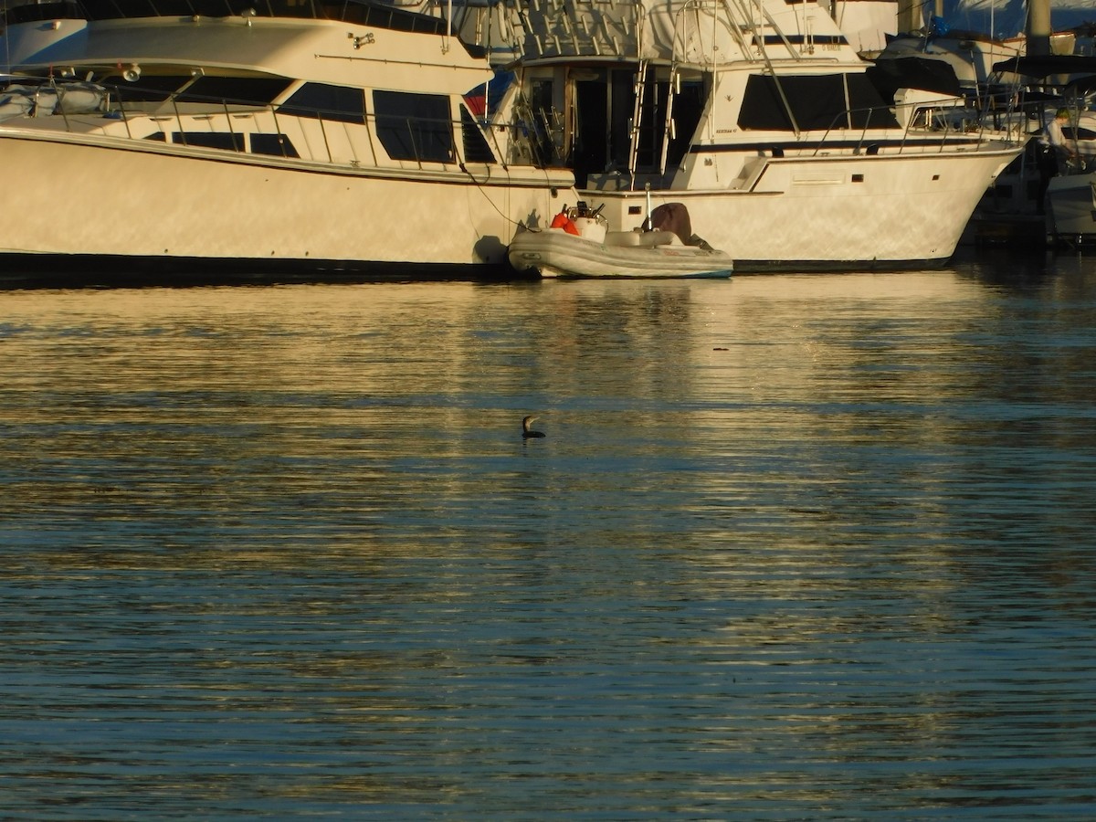 eBird Checklist - 25 Dec 2022 - Quivira Point - 5 species