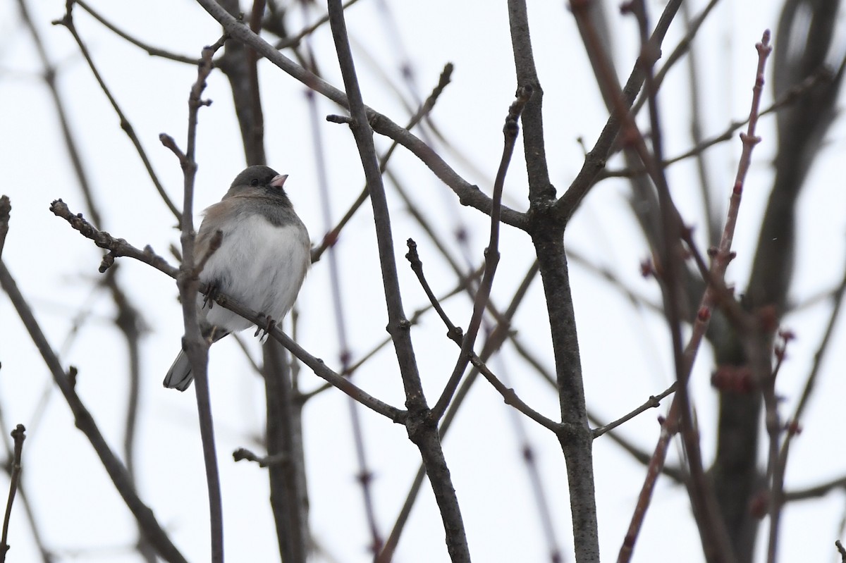 eBird Checklist - 26 Dec 2022 - 48165, New Hudson US-MI 42.48238, -83. ...