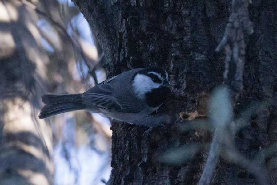Mountain x Mexican Chickadee (hybrid) - eBird