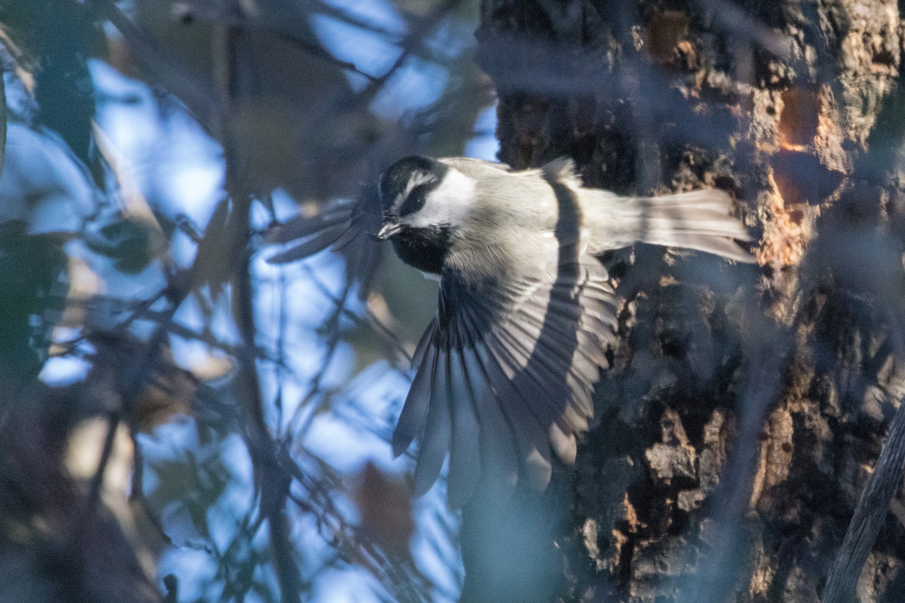 Mountain x Mexican Chickadee (hybrid) - eBird