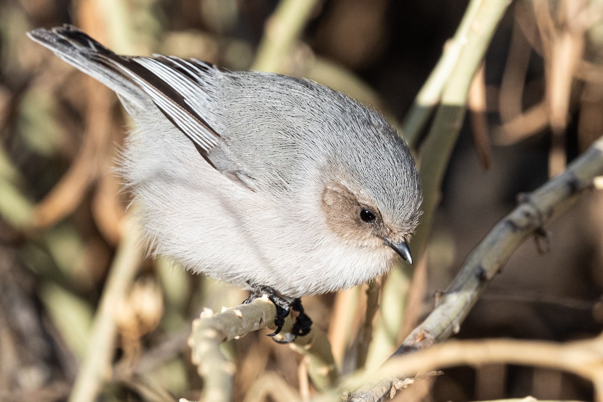 eBird Checklist - 26 Dec 2022 - Private - 23 species