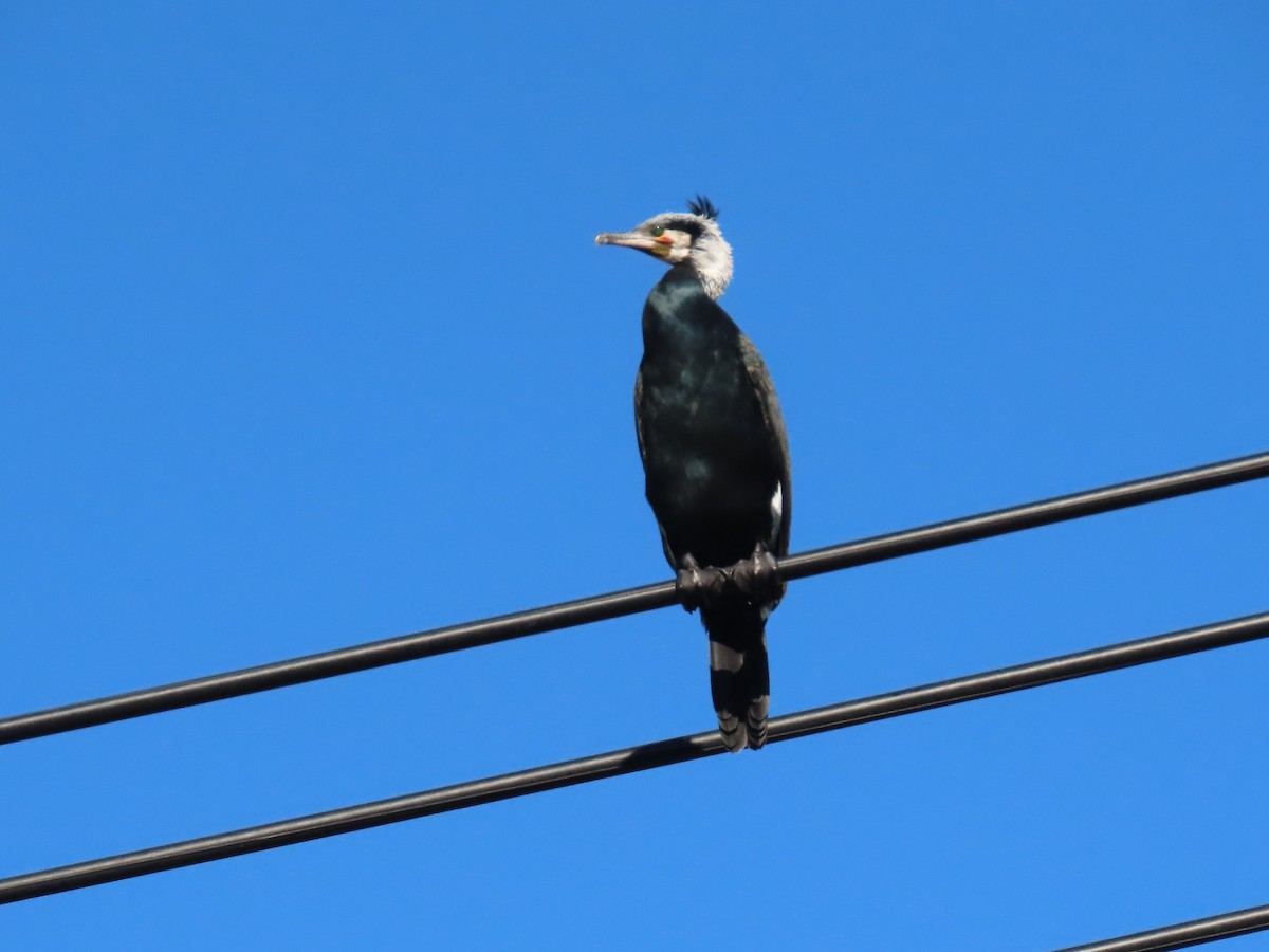 eBird Japan Checklist - 27 Dec 2022 - 川 - 12 species