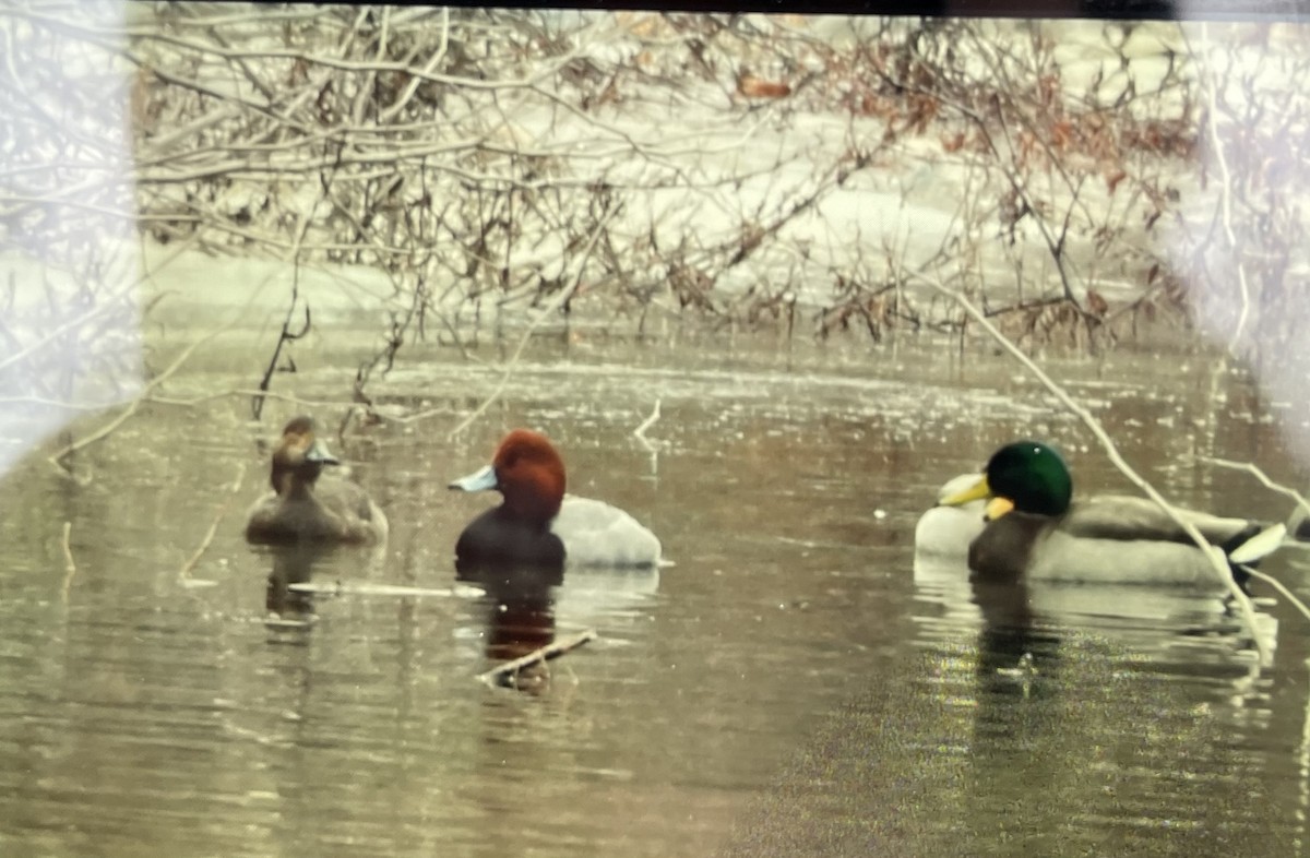 eBird Checklist - 27 Dec 2022 - Minisink Park/Paper Mill Rd. - 12 species