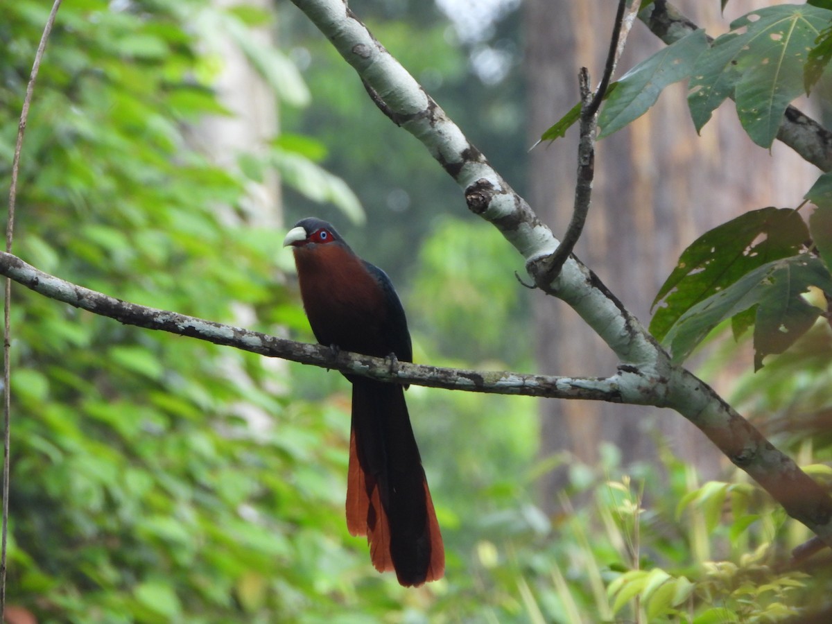 eBird Malaysia Checklist - 27 Dec 2022 - Taman Botani Negara Shah Alam - 31 species