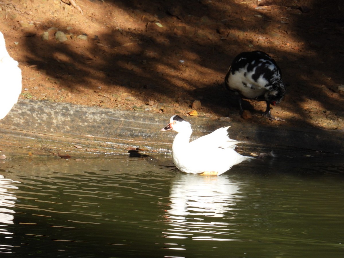eBird Caribbean Checklist - 27 Dec 2022 - Jardín Botánico de la UPR ...