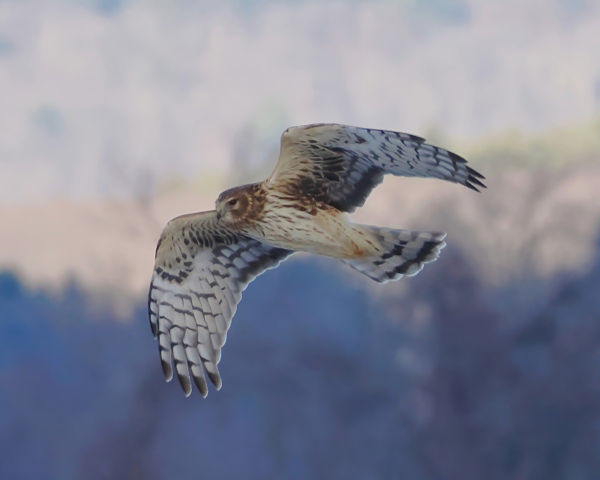 Mass Audubon eBird Checklist - 27 Dec 2022 - Honey Pot, Hadley - 9 species