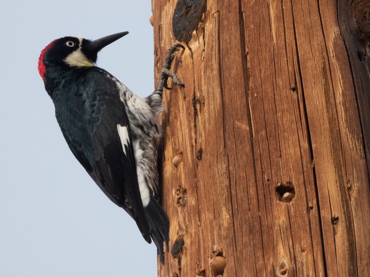 eBird Checklist - 27 Dec 2022 - Altadena Golf Course - 33 species