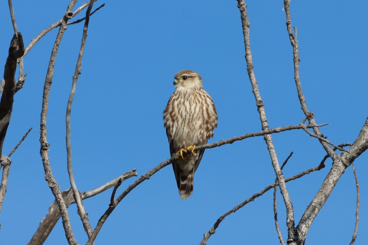 eBird Checklist - 27 Dec 2022 - Lake Travis--Bob Wentz Windy Point Pk ...