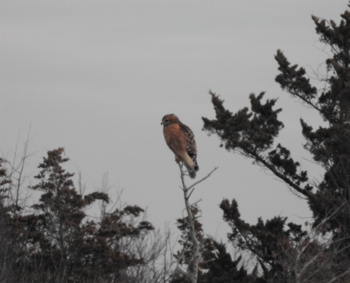 eBird Checklist - 27 Dec 2022 - JFK Memorial Wildlife Sanctuary - 1 species